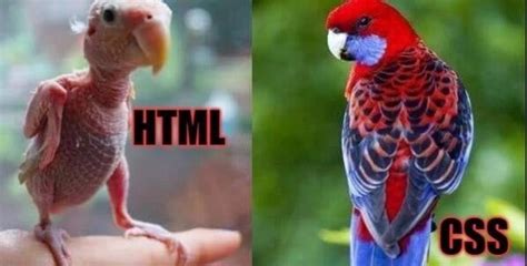 Matheus Eduardo Custodio Souza On Linkedin Html Css Meme