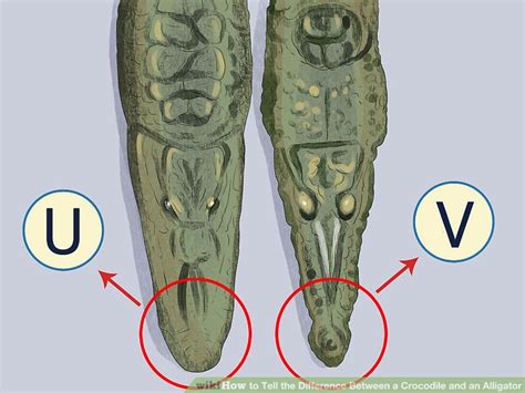 How To Tell The Difference Between A Crocodile And An Alligator