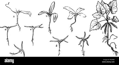 An Analysis Of Heredity And Evolutionary Processes In Plants Examining