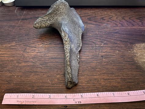 Id On Fossilized Bone I Picked It Up At An Estate Sale In East Texas All I Can Figure Is