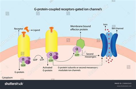 G Protein Coupled Receptors Gated Ion Stock Vector Royalty Free