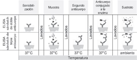 Tipos De Elisa A Short History Principles And Types Of Elisa And
