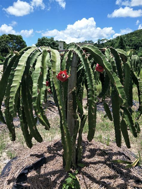 火龙果树 简笔画 卡通 文秘苑图库