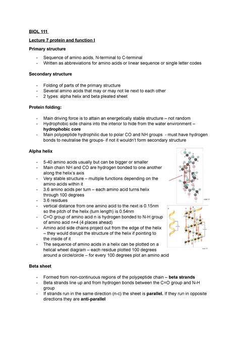 Lecture Protein Structure II BIOL Lecture Protein And Function I Primary Structure