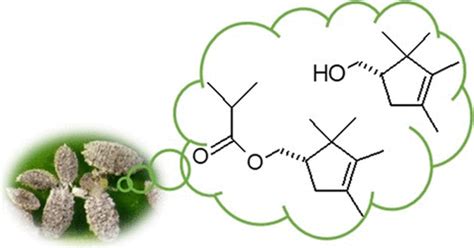 Absolute Configuration Of The Spherical Mealybug Nipaecoccus Viridis