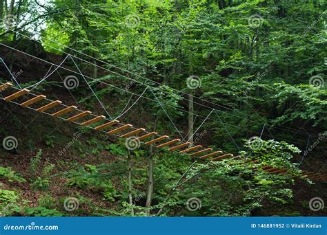 Rope Bridge Tied High In The Trees In The Forest Stock Photo Image Of Nature Green 146881952