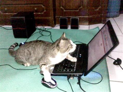 Hacker Kitty