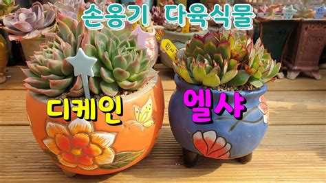손옹기 다육식물 분갈이 엘샤 디케인 Youtube