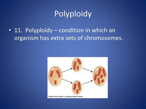 Polyploidy Wikipedia