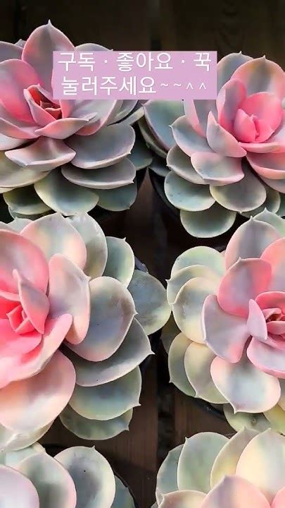 다육 다육이 Succulent 호림다육웨스트레인보우ㆍ정말예쁘네요~~ Youtube