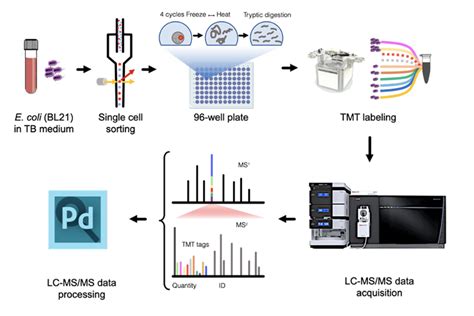 News In Proteomics Research Single Bacterium Proteomics