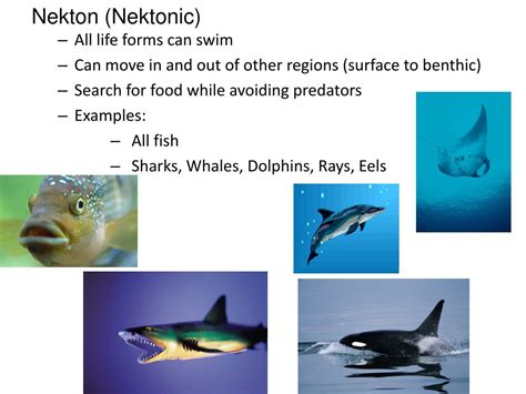 Ppt Ocean Zones Powerpoint Presentation Free Download Id1918759