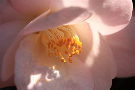 무료 이미지 사진술 꽃잎 화분 높은 노랑 담홍색 플로라 닫다 5d 고용하다 마키 안녕 입술 해결 동백 나무 매크로 사진 꽃 피는 식물 육상