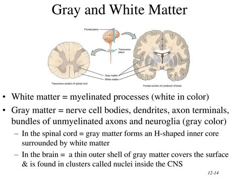 Ppt Overview Of The Nervous System Functions Structures And Cell