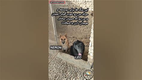 نرون ژرمن ورک و لئو ژرمن شولاین بلک مو بلند ️‍🔥 Youtube