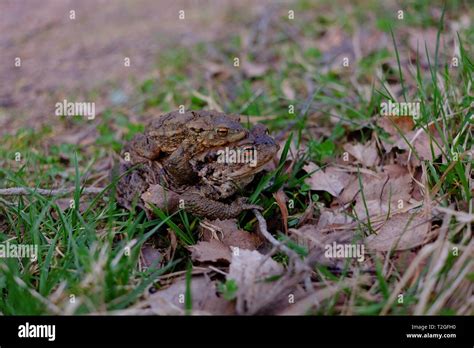 Common European Toad Photographed In Scotland In Mating Behaviour Called Knots Smaller