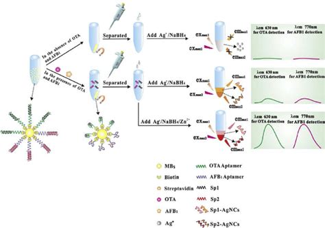 Schematic Representation Of An Aptasensor Based On Agncs For The Download Scientific Diagram