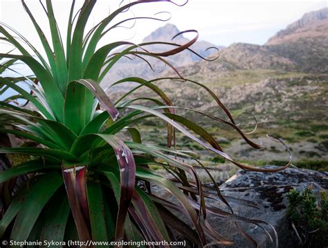 Pineapplegrassplantmtannebackgroundtasmaniaaustralia • Exploring