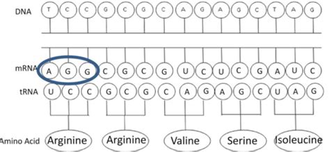 Genetics Ch 7 And8 Flashcards Quizlet