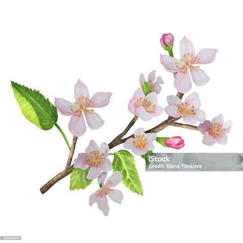 섬세한 반투명 흰색과 분홍색 꽃과 녹색 잎이 있는 사과나무 가지 손으로 그린 수채화 그림입니다 정원 과일 나무 가지 클립 아트 엽서용 문구형 디자인 0명에 대한 스톡 벡터