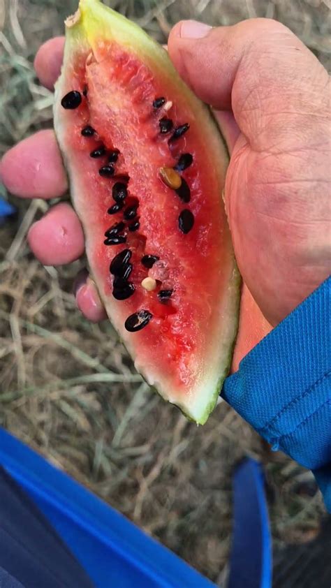 목마름을 달래주는 작은수박 Youtube