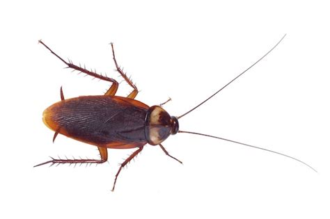 Cockroaches Facts Types Lifecycle PestXpert