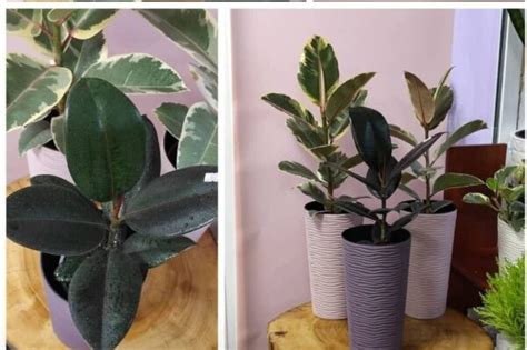 6 знаків Зодіаку які будуть притягувати гроші у 2022 році Особлива