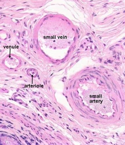 Arteriole Histology Guide