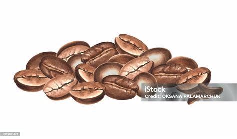 볶은 커피 콩을 쌓아 올립니다 수채화 손으로 그린 그림이 분리되어 있습니다 곡물 또는 씨앗 아라비카 및 로부스타 종류 향긋한