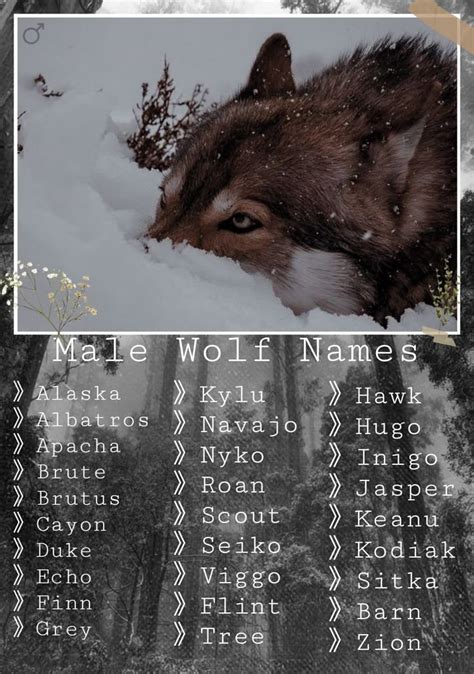 Beautiful Wolf Names Wolf Name Decal Etsy