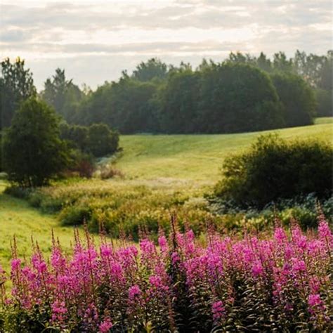 Ivan čaj Elixír života Našich Predkov