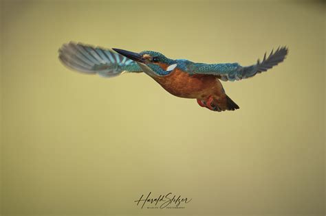 Eisi Hebt Ab Forum Für Naturfotografen