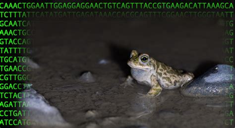 New Research Article Minimally Destructive Hdna Extraction Method For