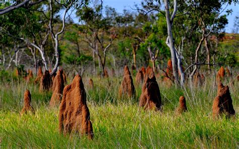 African Mound Building Termites