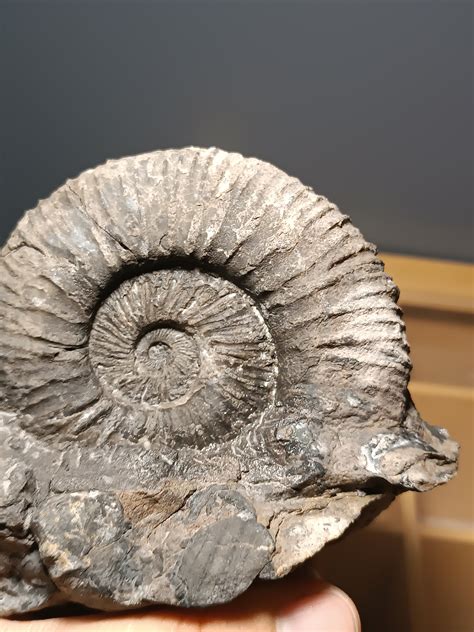 What Genus Is This Ammonite Fossil ID The Fossil Forum