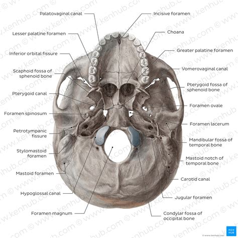 Inferior View Of The Base Of The Skull Anatomy Kenhub