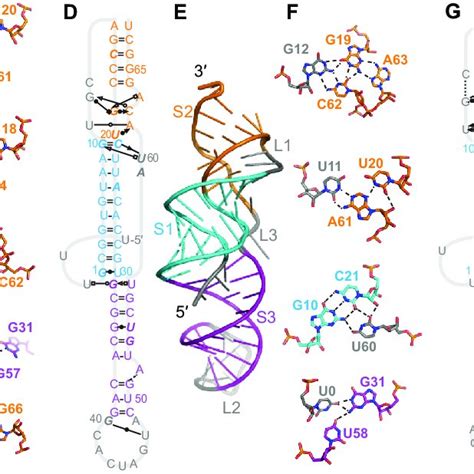 Representative Structures From Md Simulations Of Models With 5 0 End Download Scientific