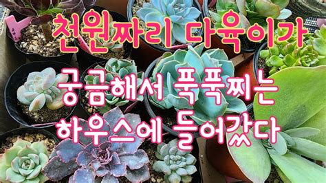 한여름 17000원으로 다육 쇼핑하기 다육이 多肉植物 Koreansucculentplants たにくしょくぶつ 다육식물키우기 다육식물 식물 베란다가드닝 베란다