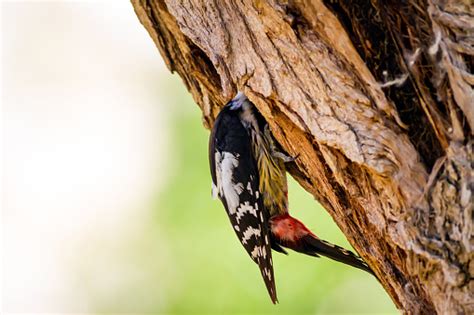 귀여운 딱따구리 자연 배경입니다 새 중간 얼룩딱딱거룩 덴드로코포스 메디우스 0명에 대한 스톡 사진 및 기타 이미지 0명 검은색 경외감 Istock
