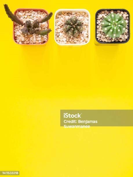 노란색 배경에 냄비에있는 다양한 선인장과 즙이 많은 식물의 수직 이미지 텍스트용 공간이 있는 위쪽 보기입니다 플랫 레이 0명에