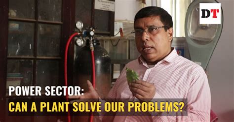 Power Sector Can A Plant Solve Our Problems