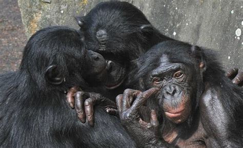 are humans monogamous or polygamous the evolution of human mating