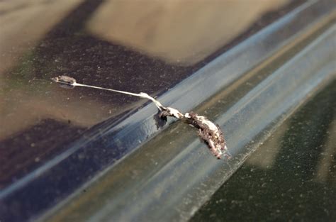 Pintura Do Carro 5 Vacilos Imperdoáveis Que Causam Prejuízo