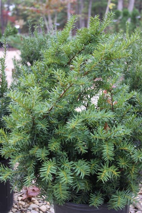 Dense Spreading Yew 3 Taxus X Media Densiformis Huckleberry