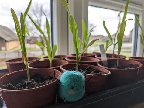 Junimo Working Their Magic R Stardewvalley