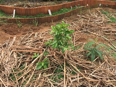 how to plant a tree sapling — ananas