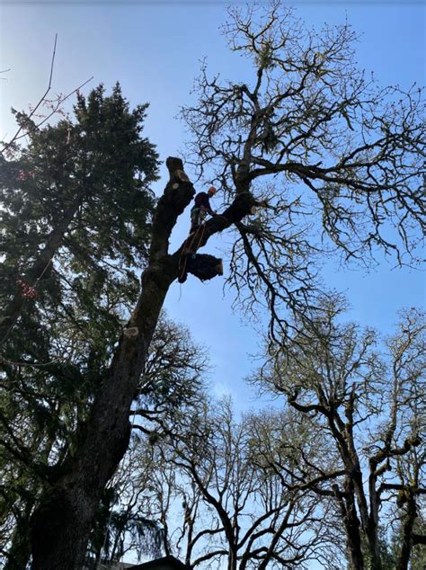 Tree Trimming Services Dallas OR Rooted Tree Service