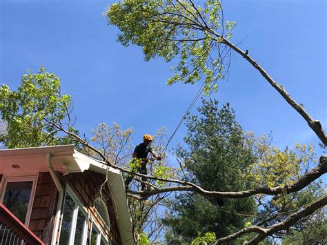 Epperson Tree Nextdoor