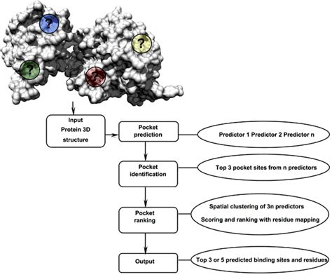 Illustration Of The Procedure For Structure Based Pocket Binding Site