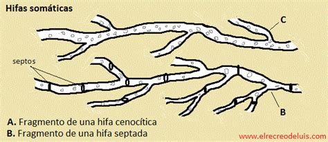 Reino Fungi